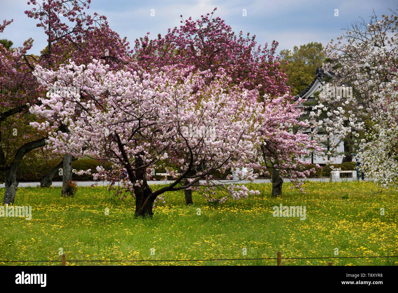 Cherry blossom garden Nijo Castle Kyoto Japan Stock Photo - Alamy