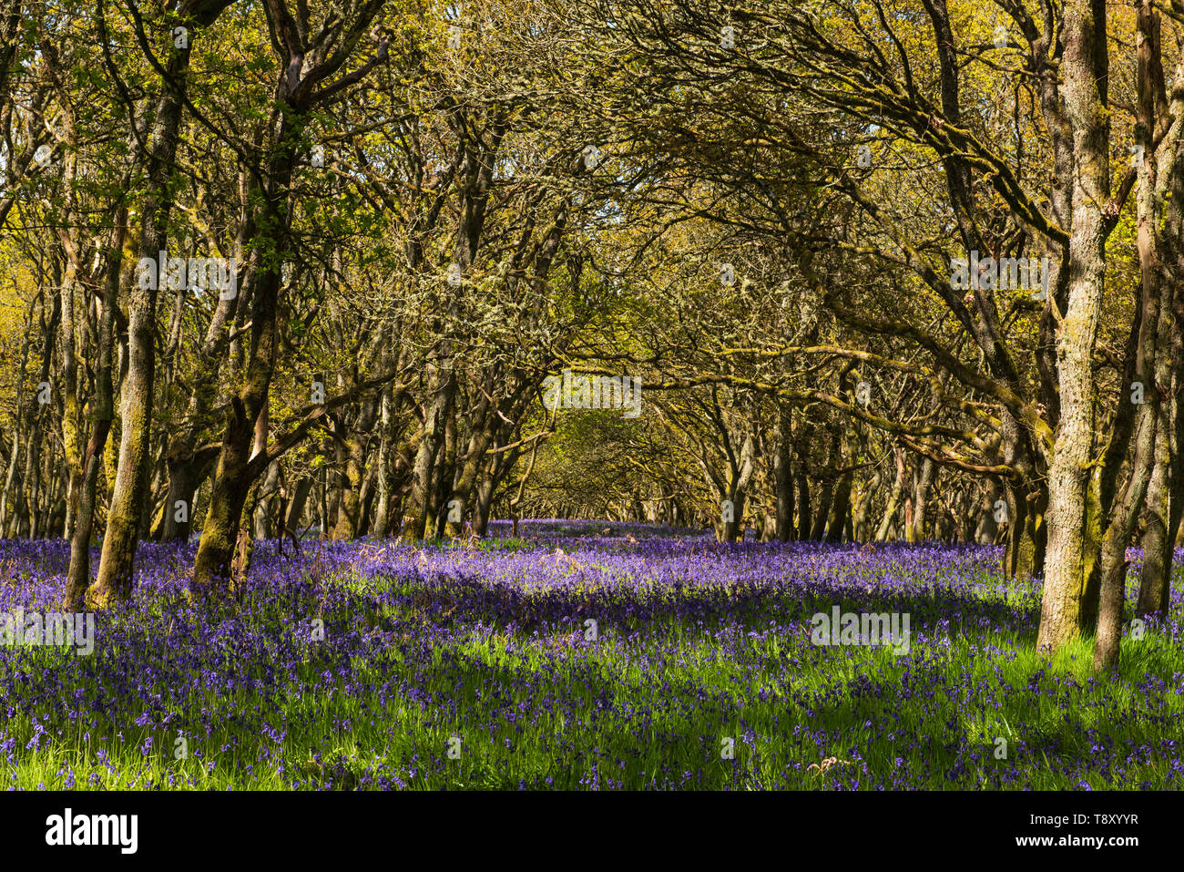 Scottish Bluebell High Resolution Stock Photography and Images - Alamy