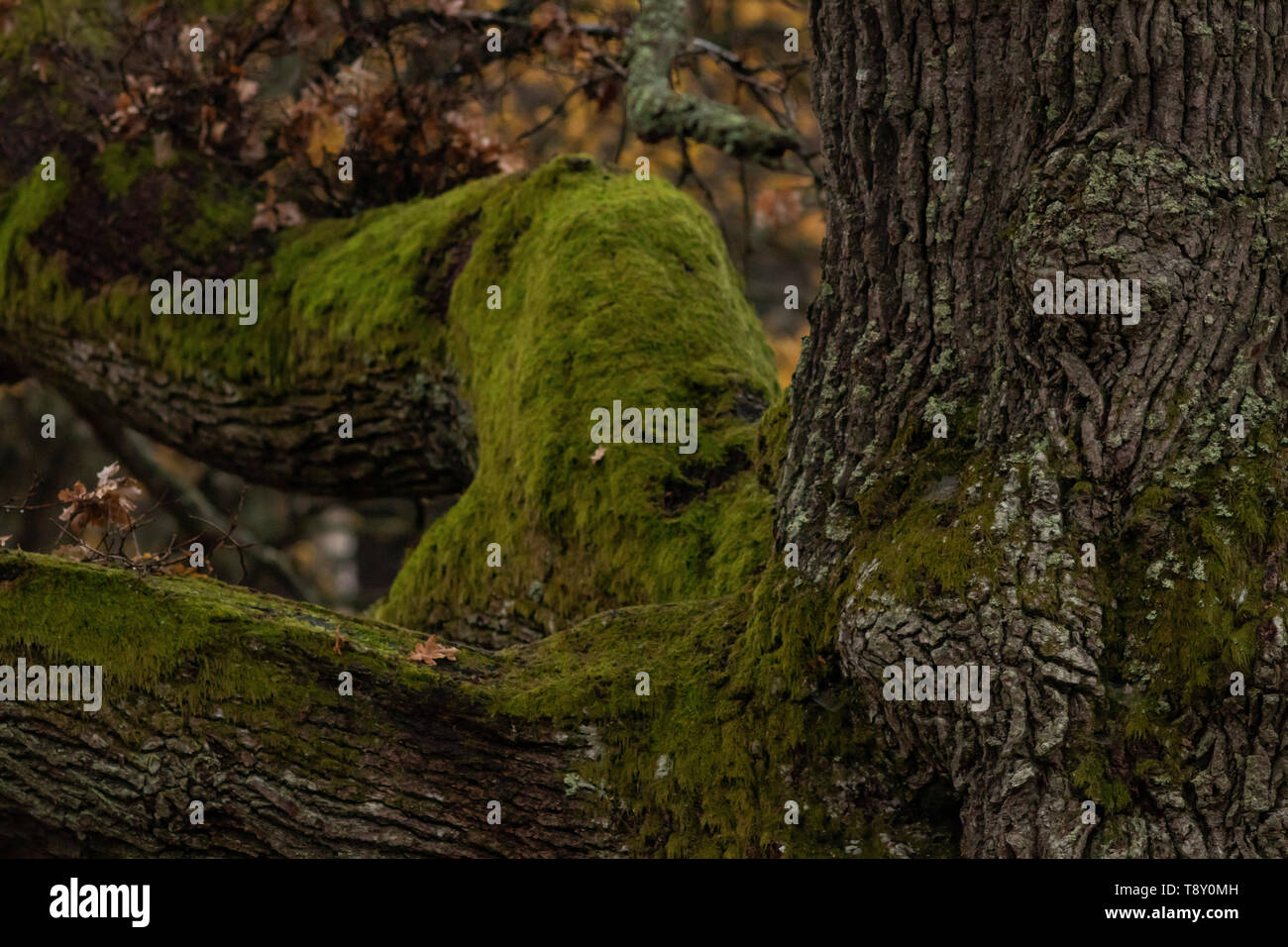 Moody leaves hi-res stock photography and images - Alamy