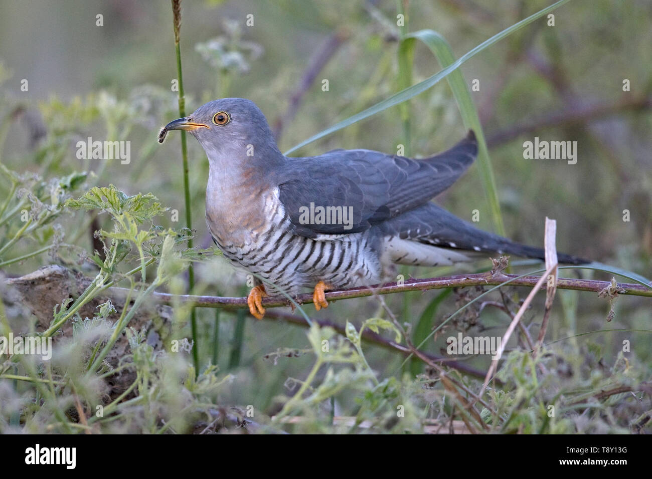 Common Cuckoo (Cuculus canorus Stock Photo - Alamy