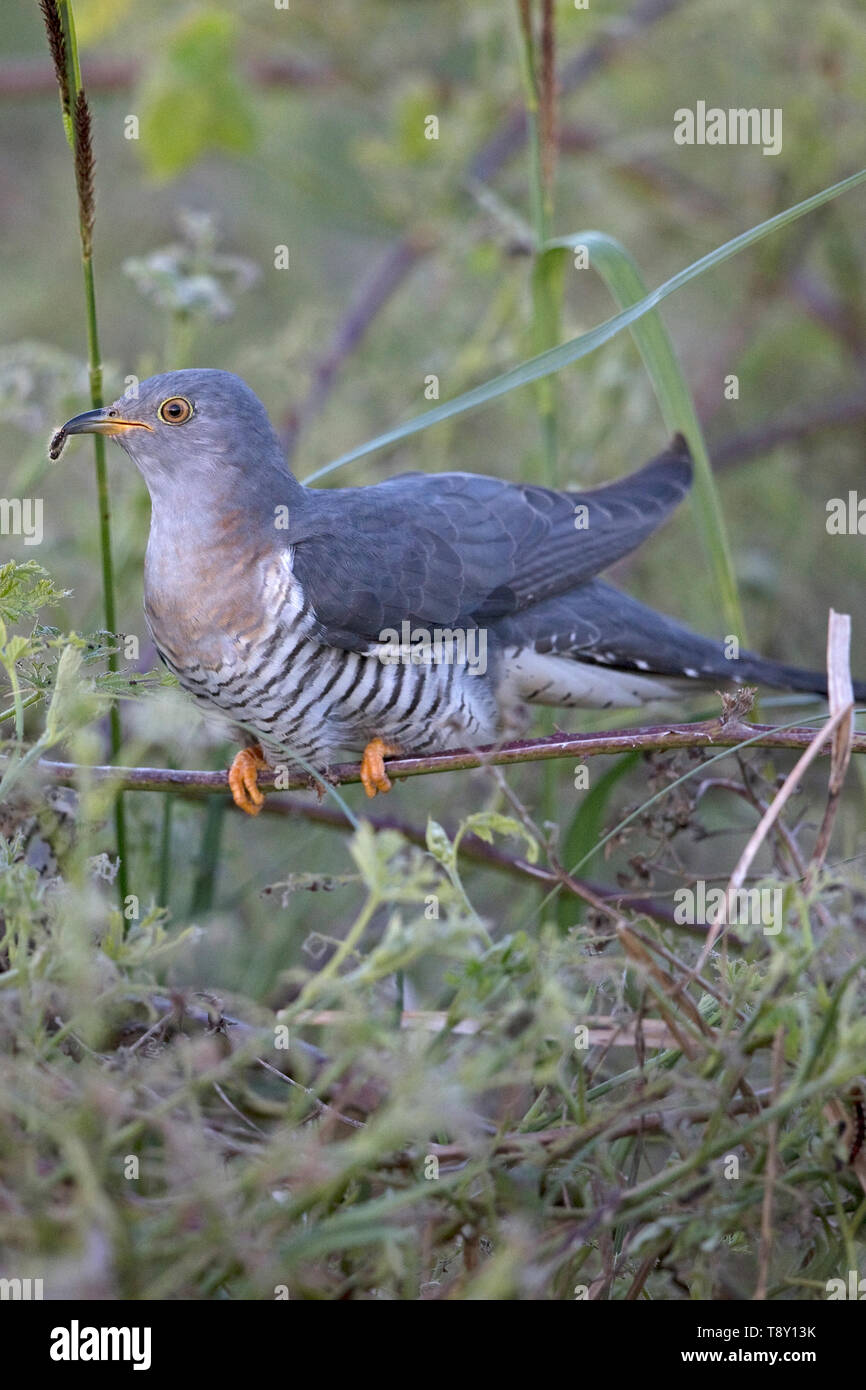 Common Cuckoo (Cuculus canorus Stock Photo - Alamy