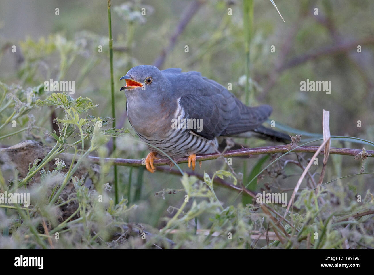 Common Cuckoo (Cuculus canorus Stock Photo - Alamy