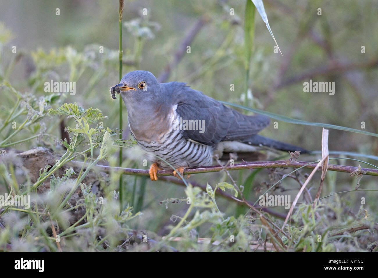 Common Cuckoo (Cuculus canorus Stock Photo - Alamy