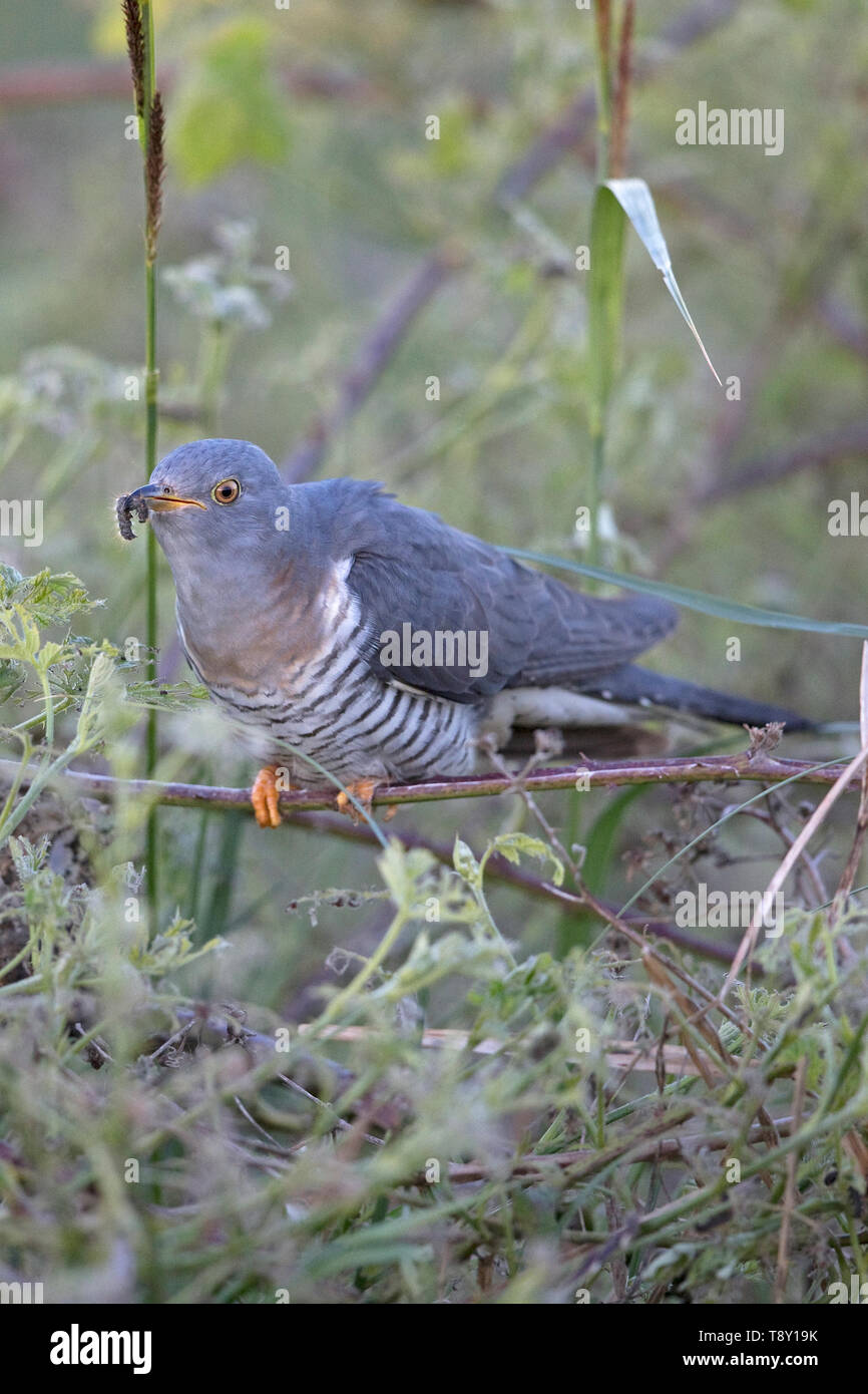 Birds eating caterpillars uk hi-res stock photography and images - Alamy