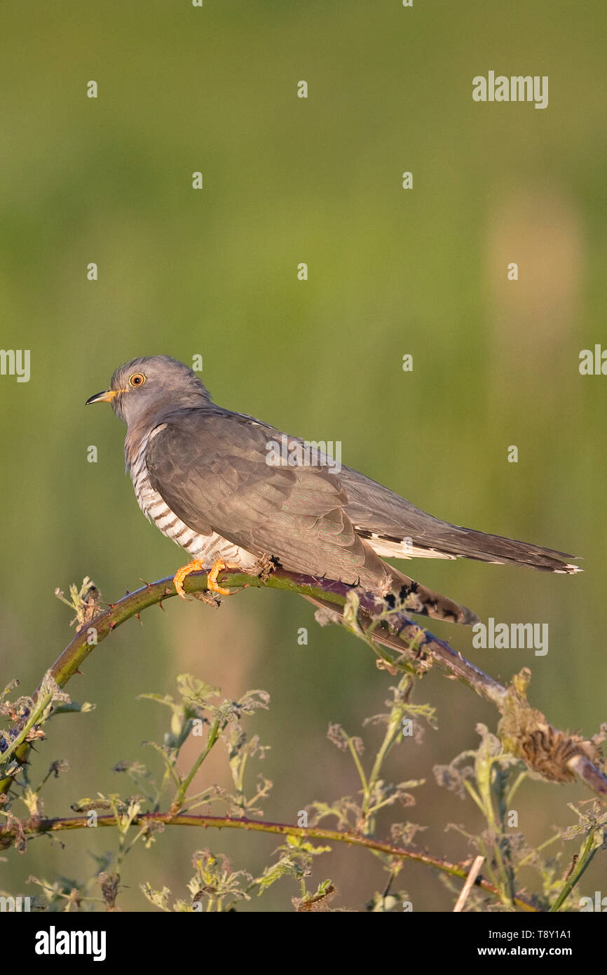 Common Cuckoo (Cuculus canorus Stock Photo - Alamy