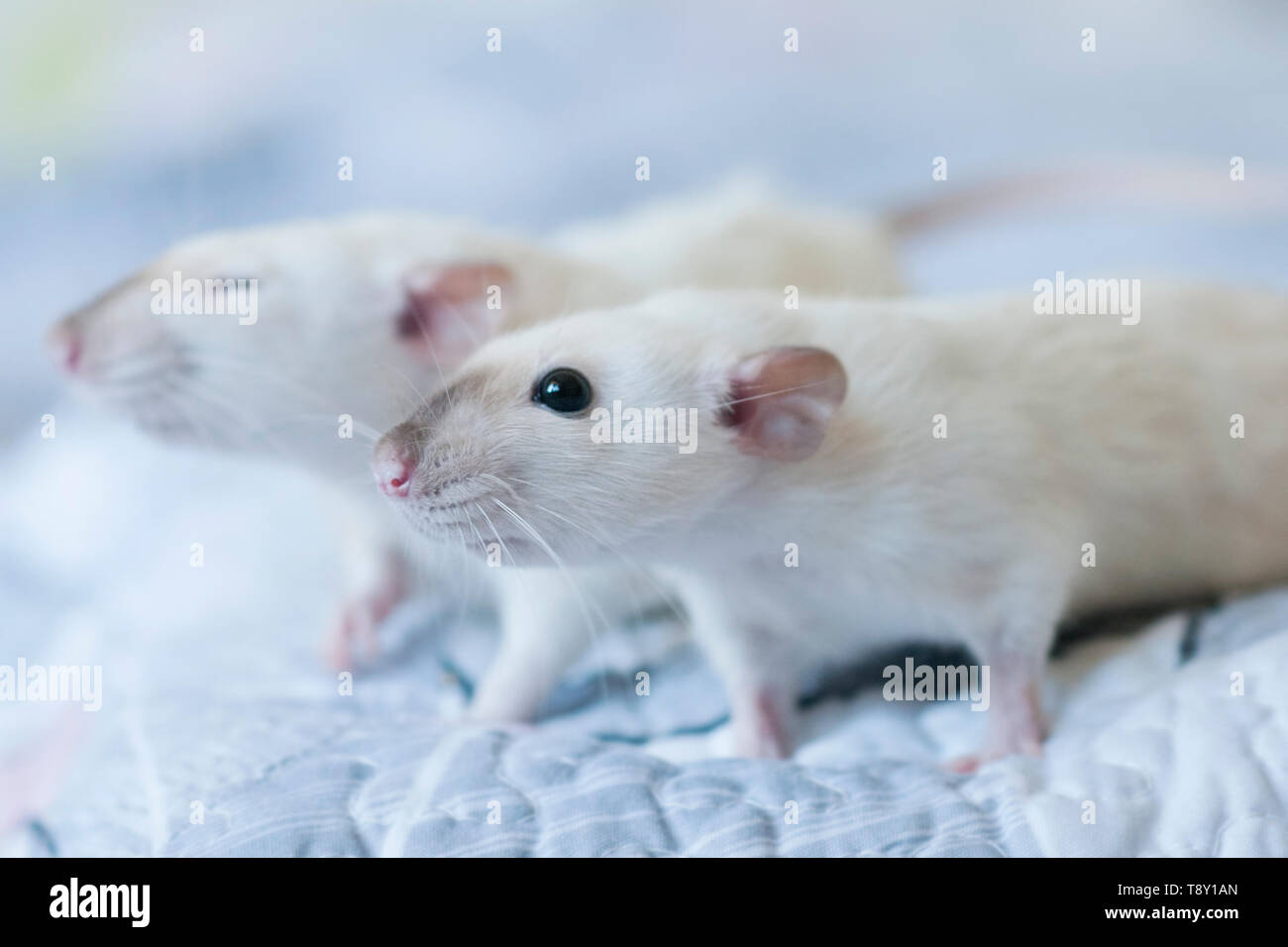 White rat photos hi-res stock photography and images - Alamy