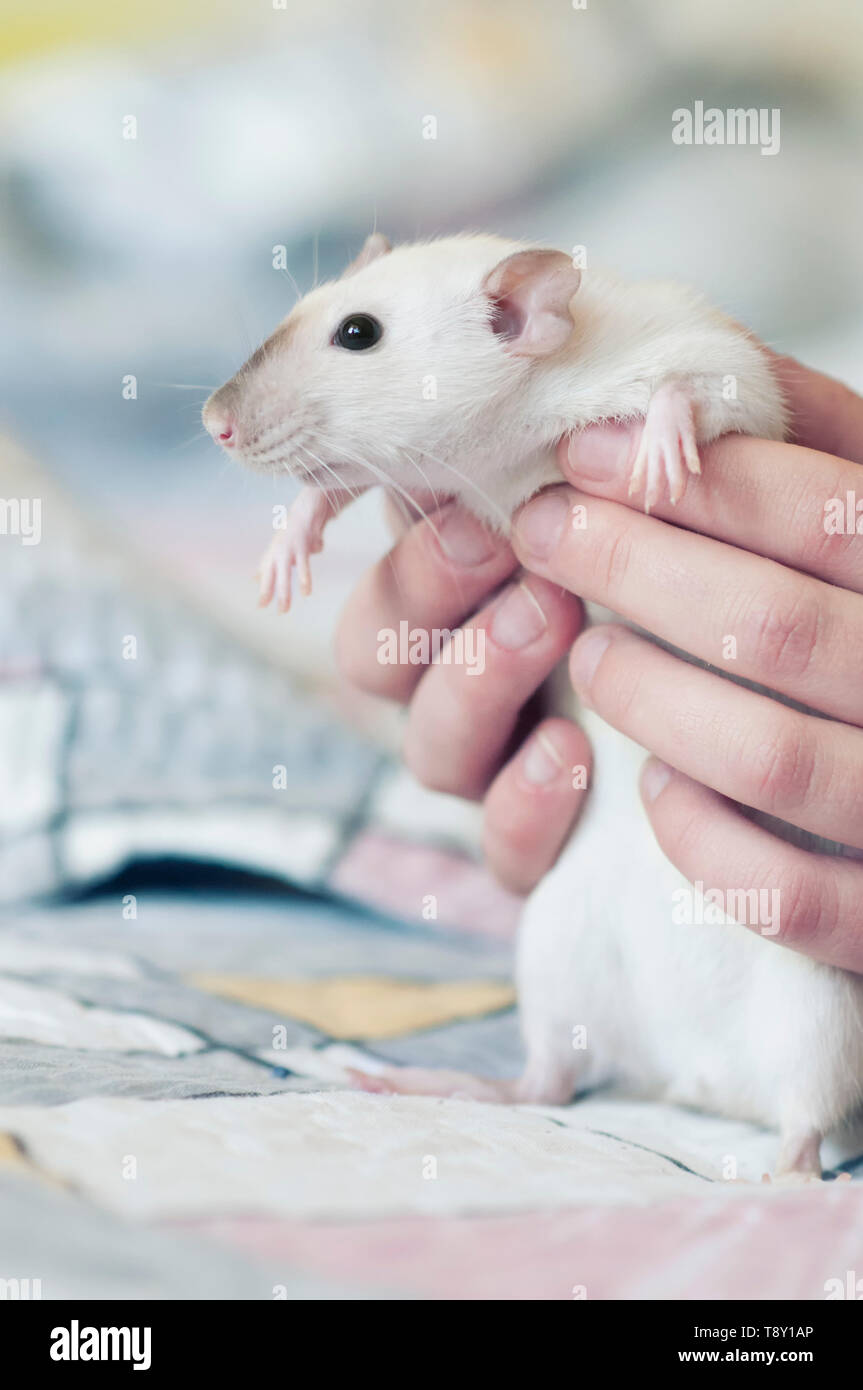 Cute Dumbo Rats Siamese