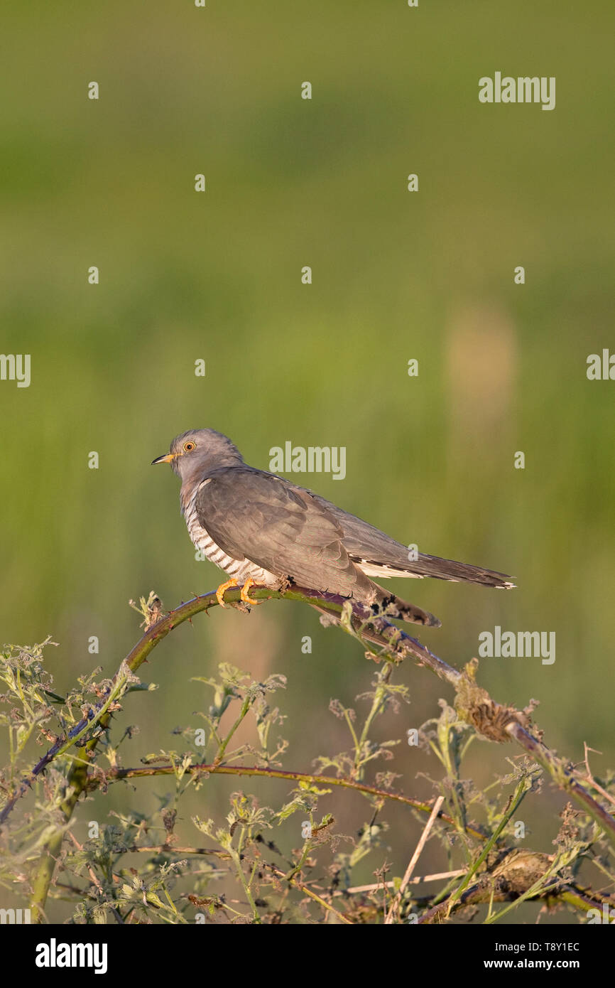Common Cuckoo (Cuculus canorus Stock Photo - Alamy