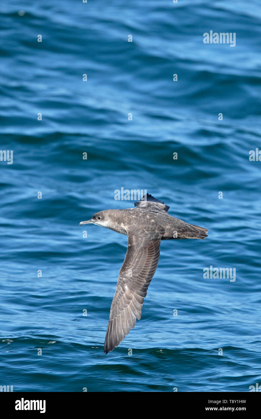 Balearic Shearwater (Puffinus mauretanicus Stock Photo - Alamy