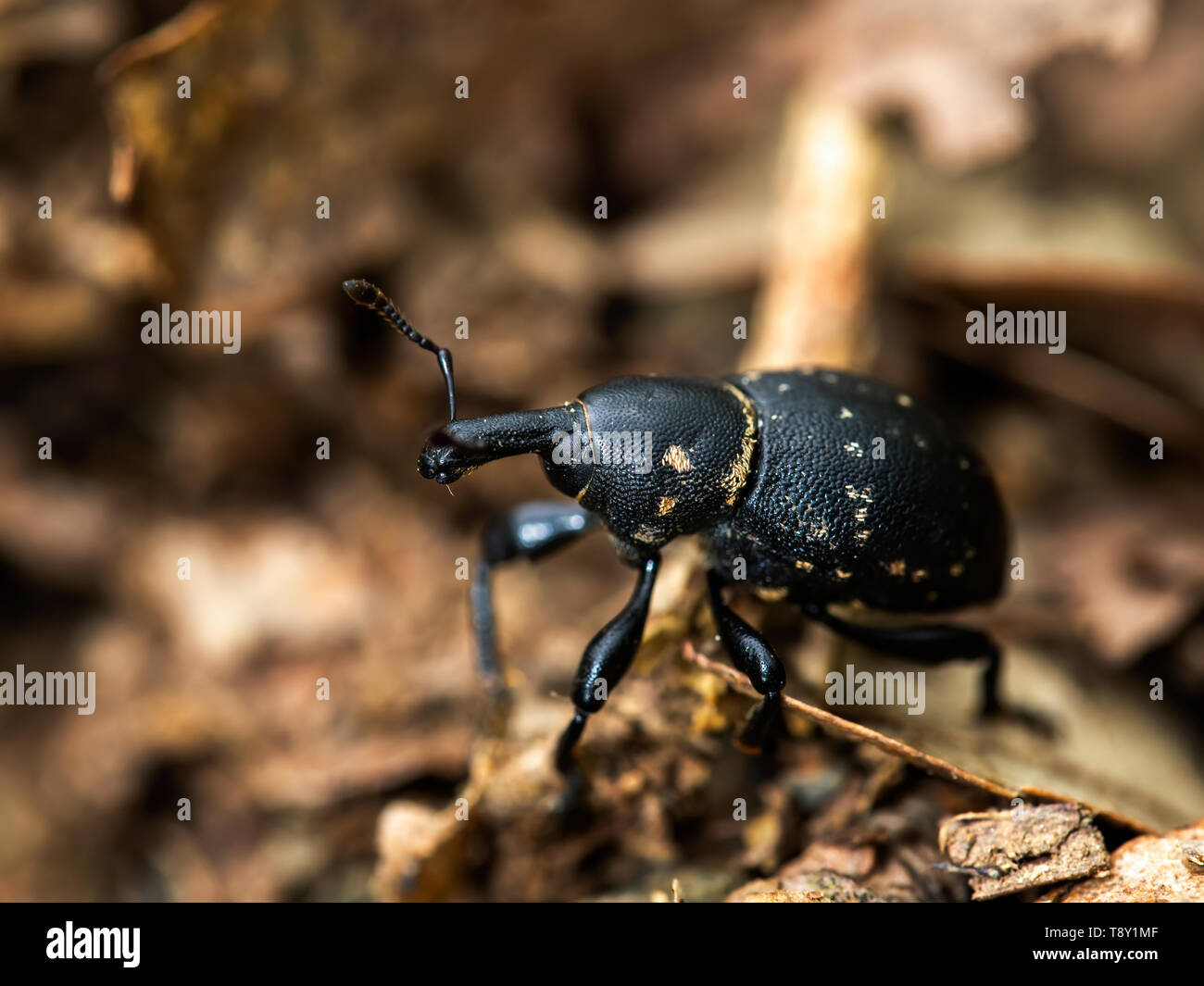 Liparus coronatus hi-res stock photography and images - Alamy