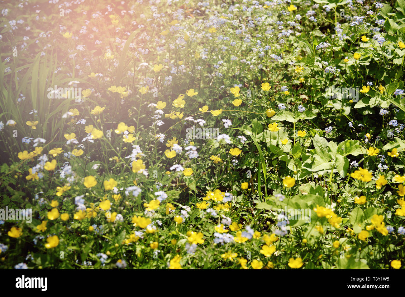Spring nature in the countryside field Stock Photo - Alamy