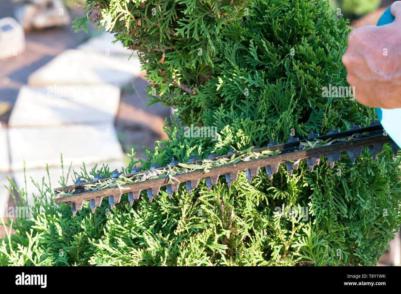 Pruning Plants Close Up. Professional Gardener Pruning conifers ...