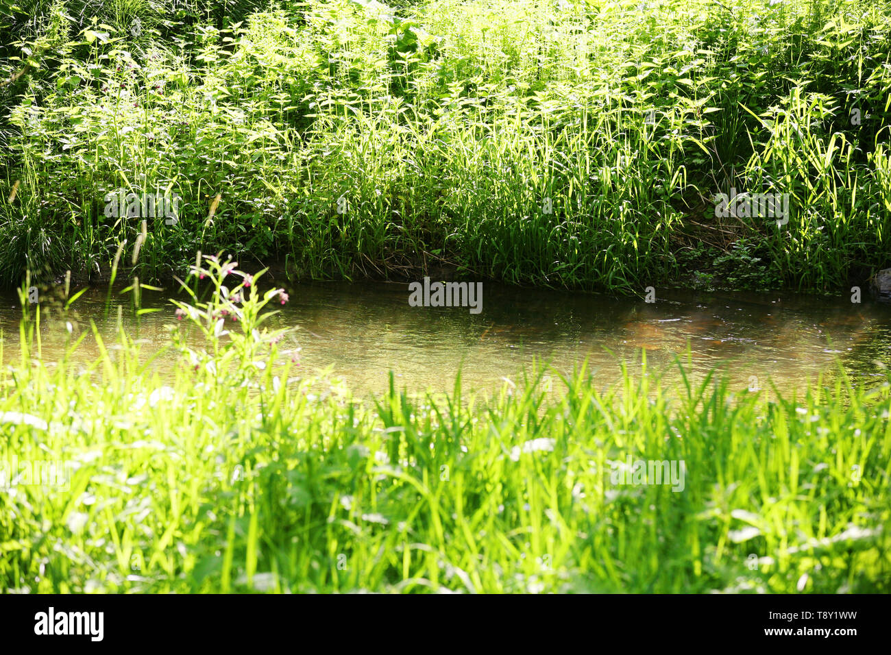 Spring nature in the countryside field with little creek Stock Photo ...