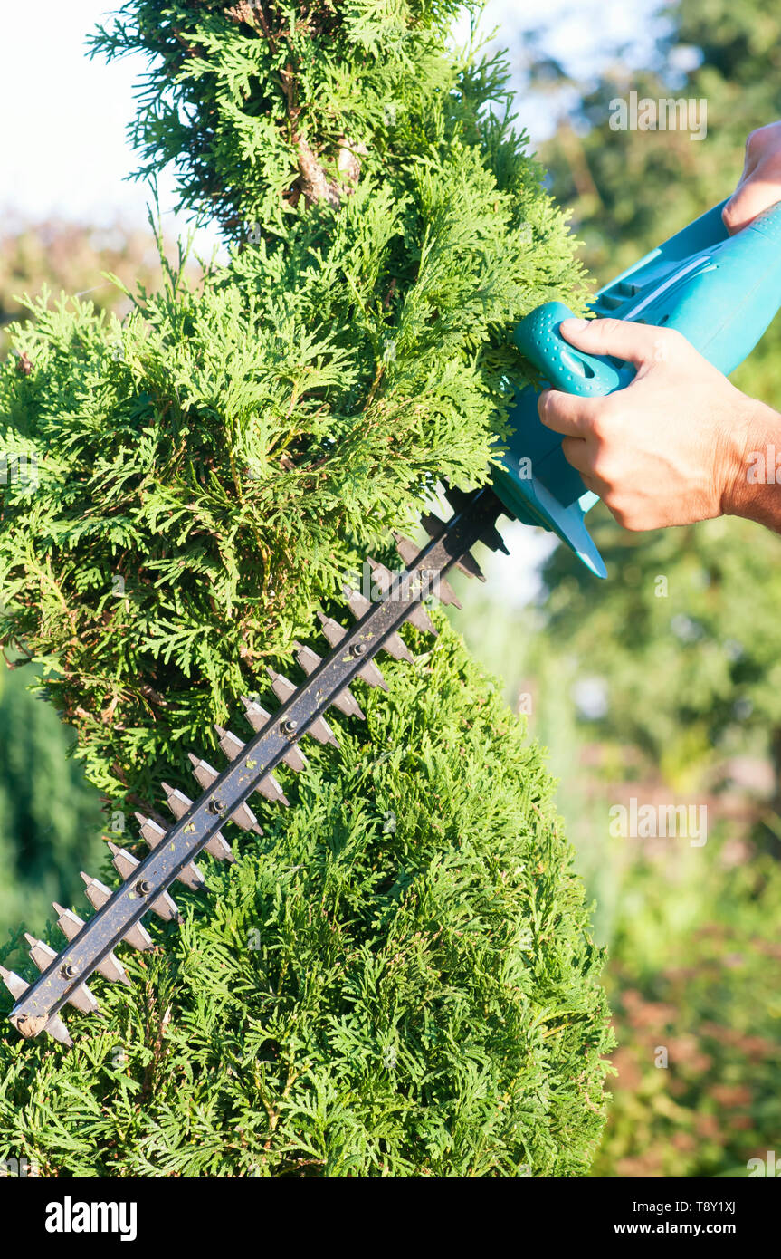 Pruning Plants Close Up. Professional Gardener Pruning conifers ...
