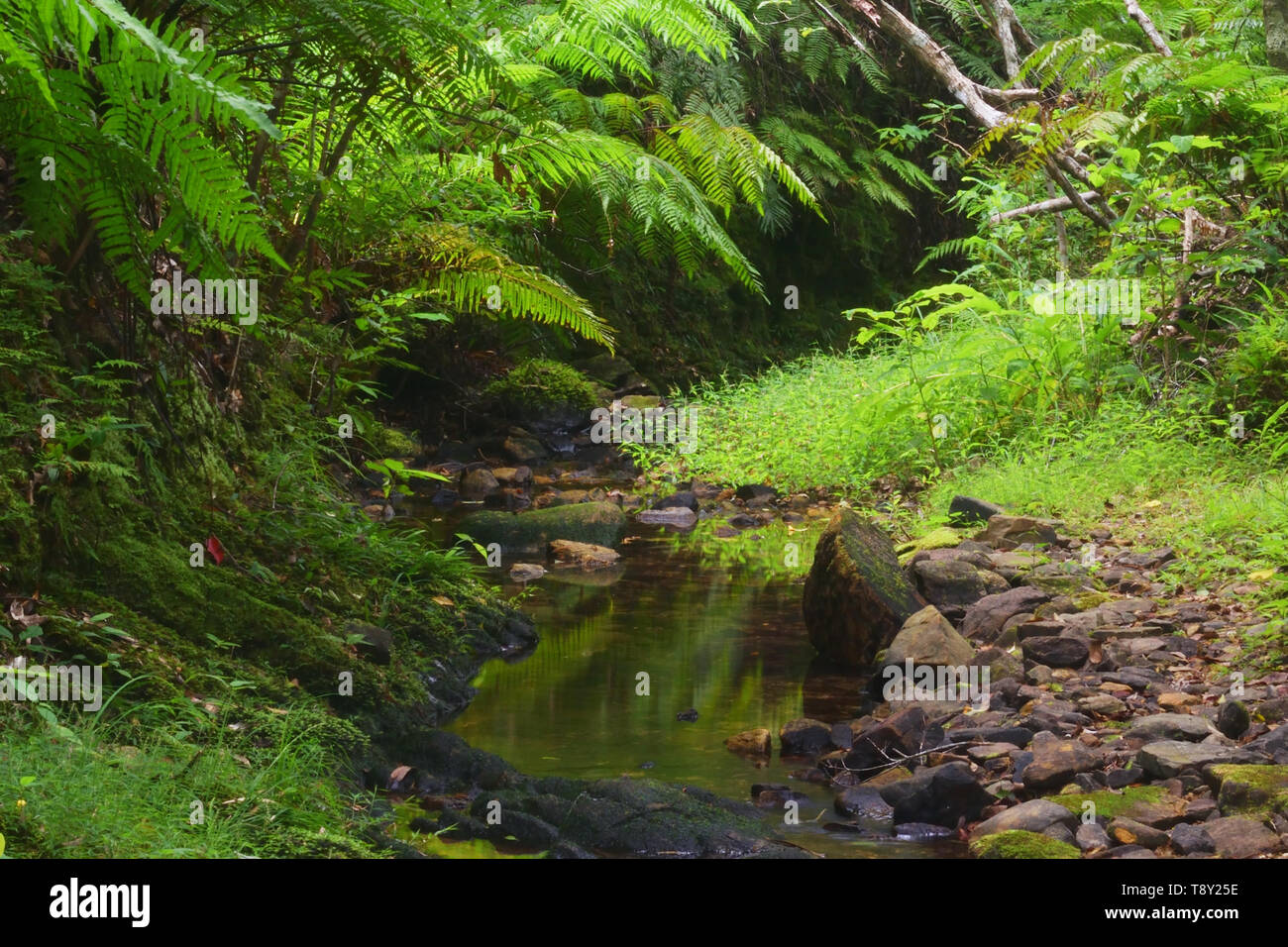 Tropical rainforest. A stream in the rainforest of Yambaru National ...