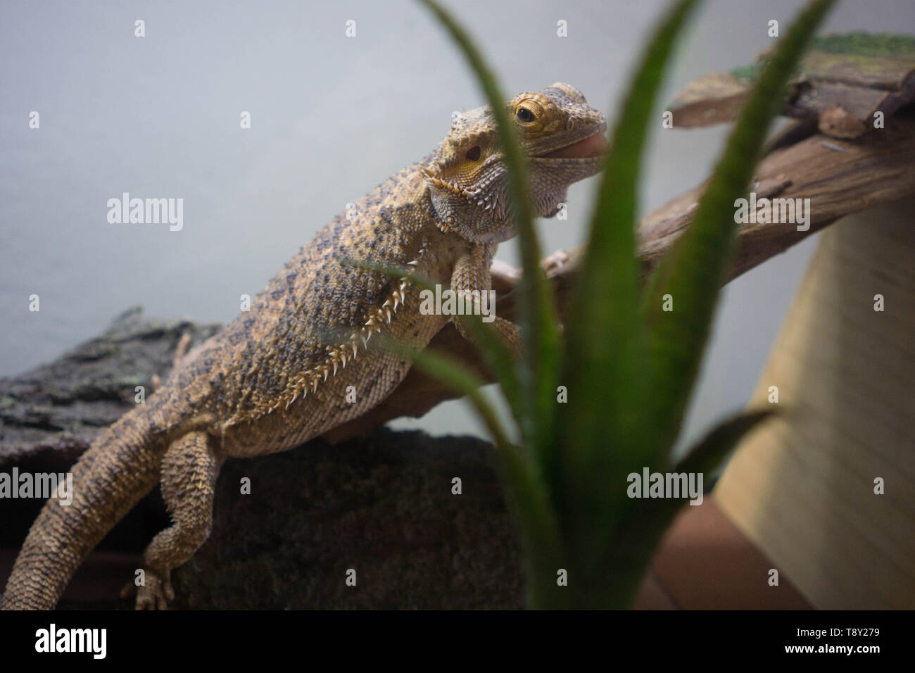 Bearded dragon smiling hi-res stock photography and images - Alamy