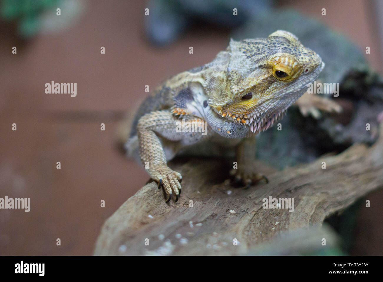 bearded dragon looking angry Stock Photo - Alamy
