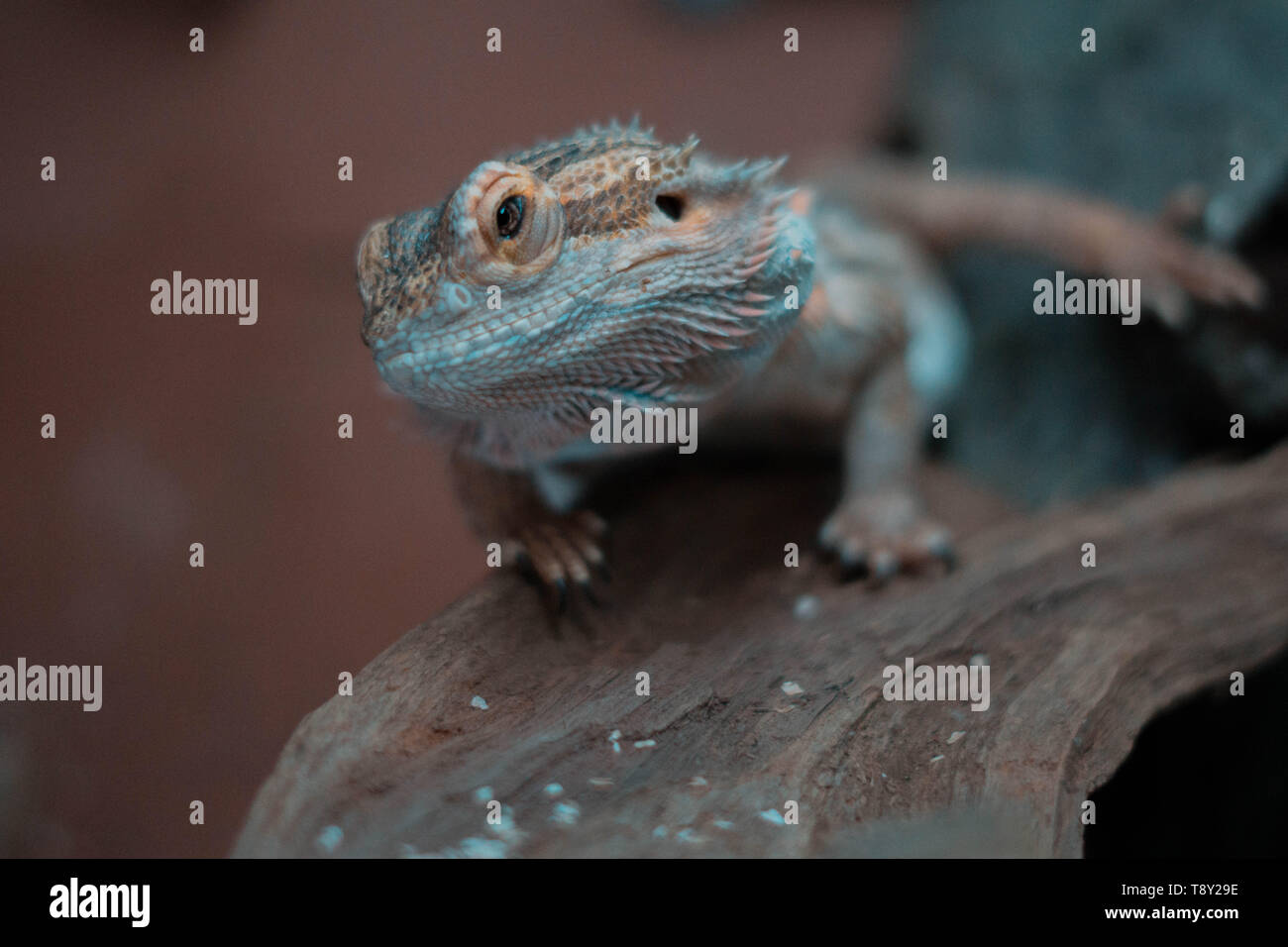 bearded dragon looking up and fierce Stock Photo - Alamy