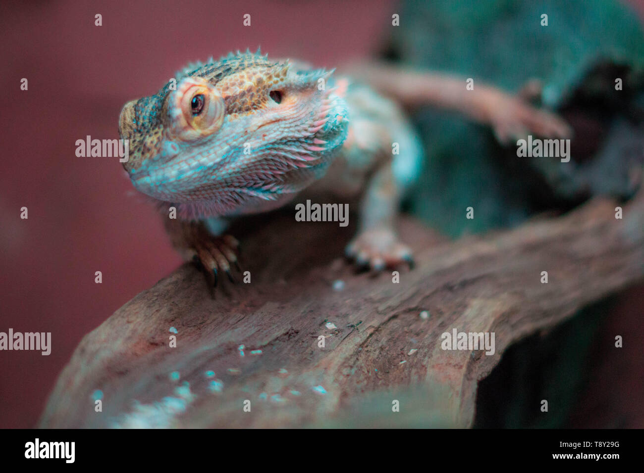 Beautiful bearded dragon looking up Stock Photo - Alamy