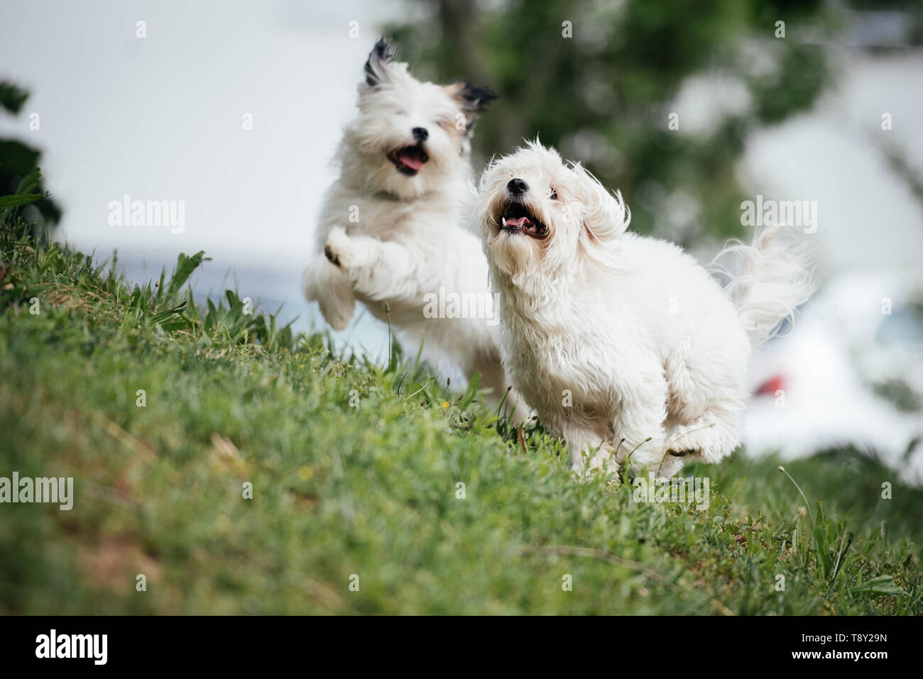 Two small white maltese running outside and playing around Stock Photo ...