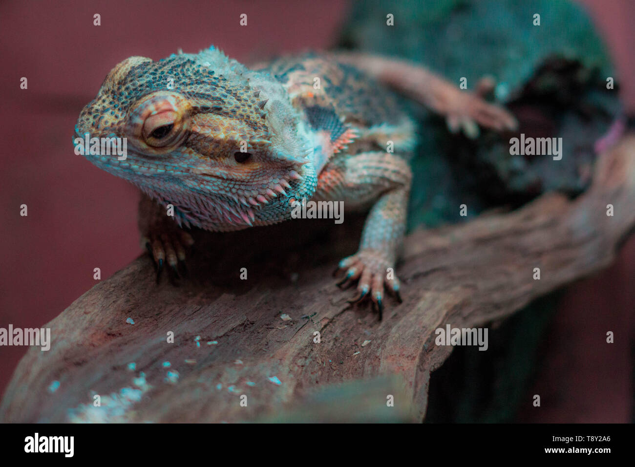 bearded dragon looking to the left Stock Photo - Alamy