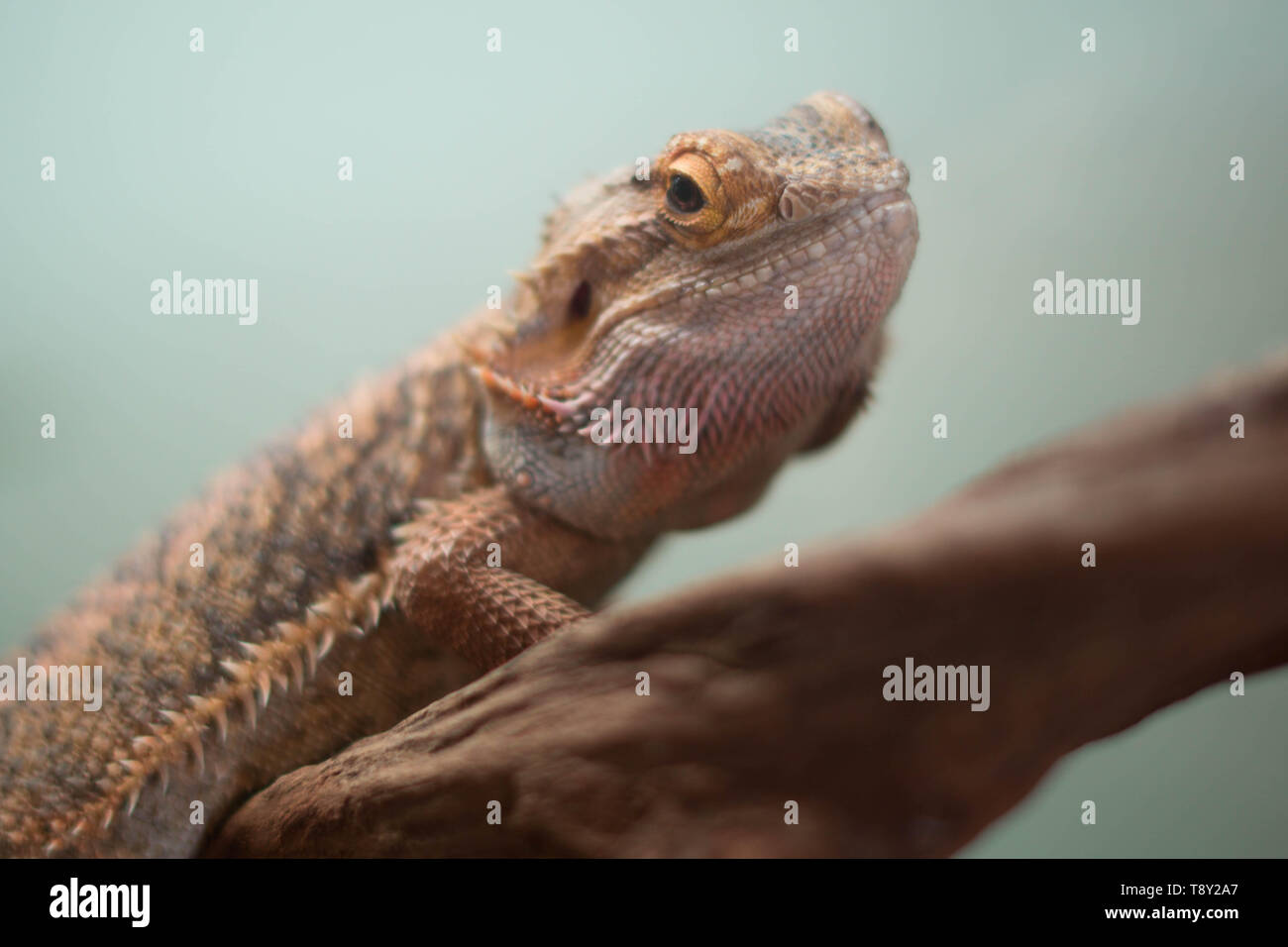 Dragon looking at you hi-res stock photography and images - Alamy