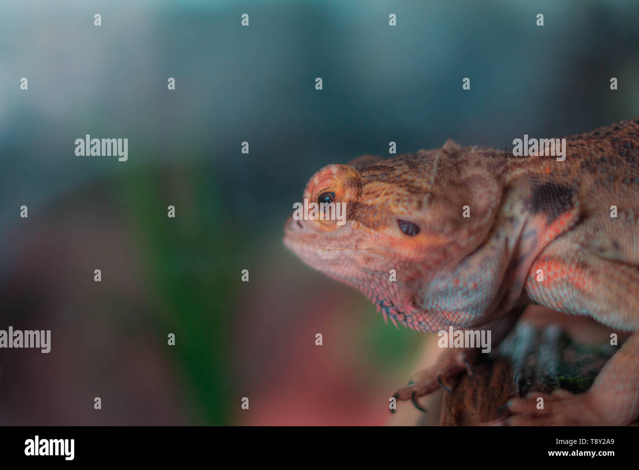 bearded dragon looking down to the left Stock Photo - Alamy