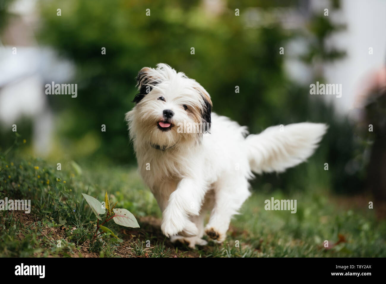 Small white maltese running outside and playing around Stock Photo - Alamy