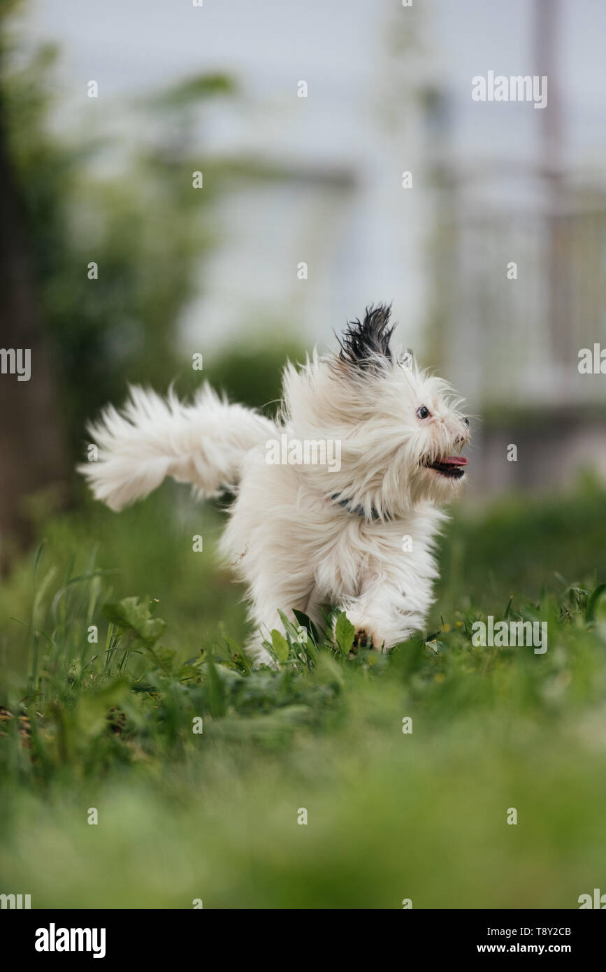 Small white maltese running outside and playing around Stock Photo - Alamy