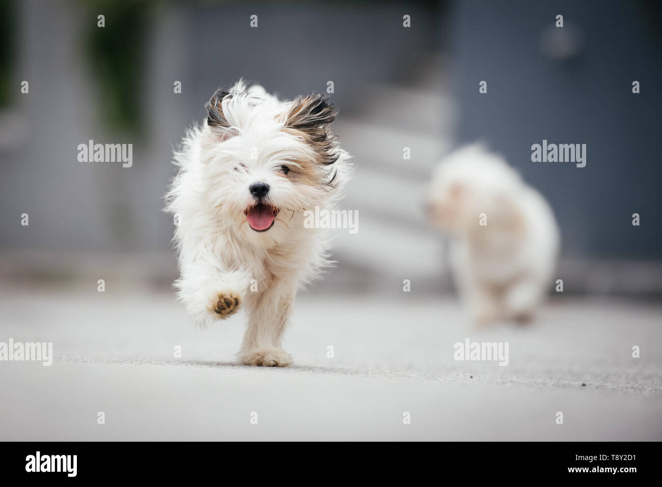 Small white maltese running outside and playing around Stock Photo - Alamy