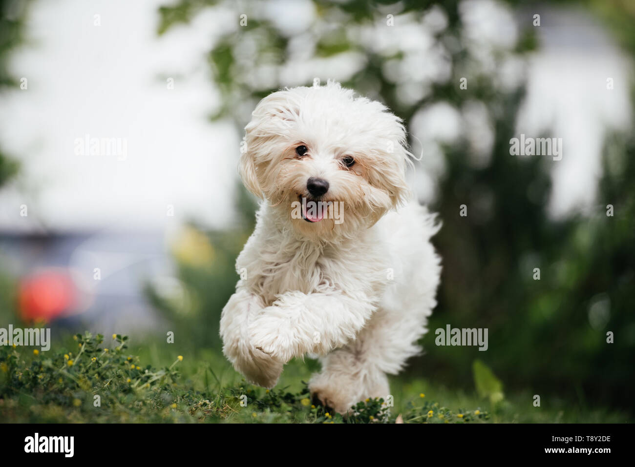 Small white maltese running outside and playing around Stock Photo - Alamy