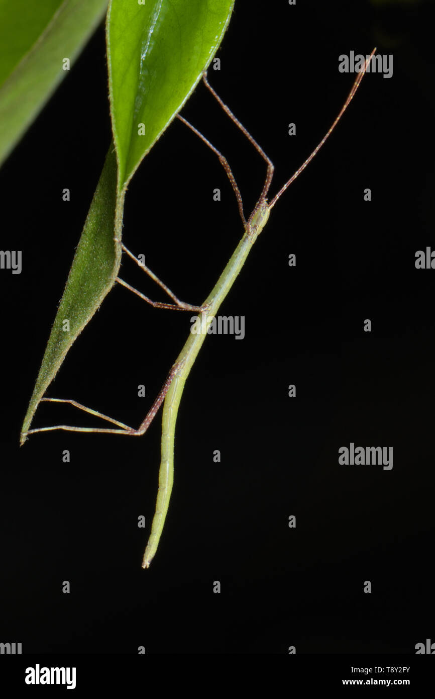 Hainan insects hi-res stock photography and images - Alamy