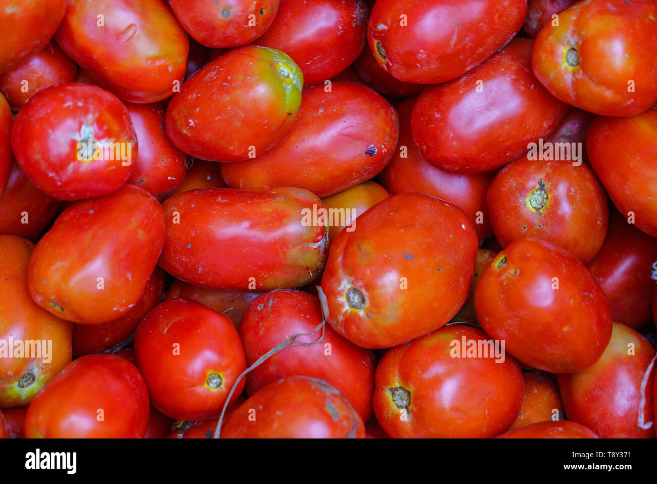 African tomatoes farmer hi-res stock photography and images - Alamy
