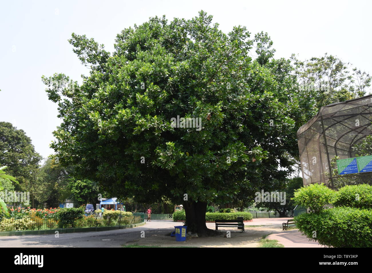 Calophyllum inophyllum or Alexandrian Laurel at the Alipore Zoological ...