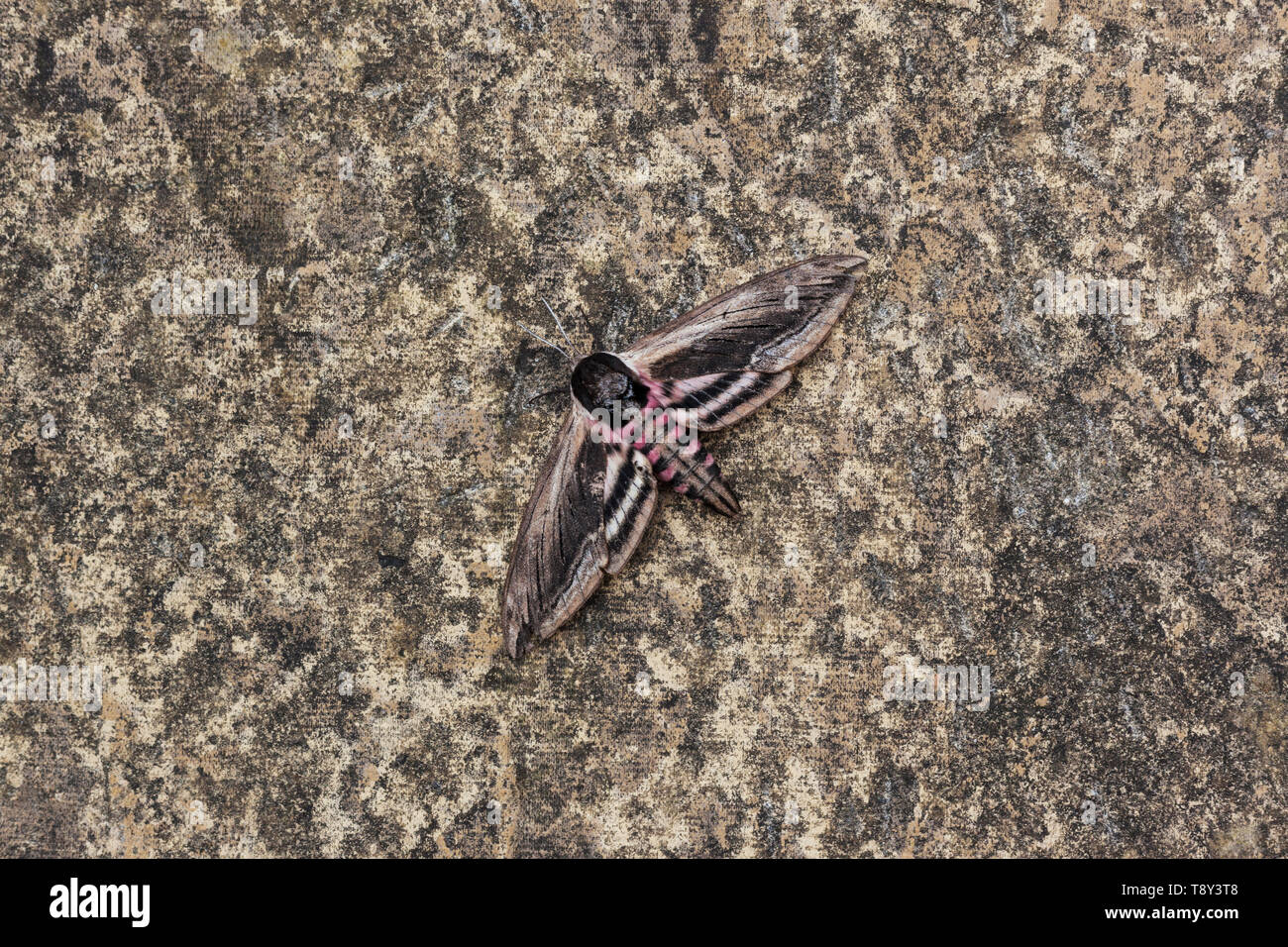Moth wingspan hi-res stock photography and images - Alamy