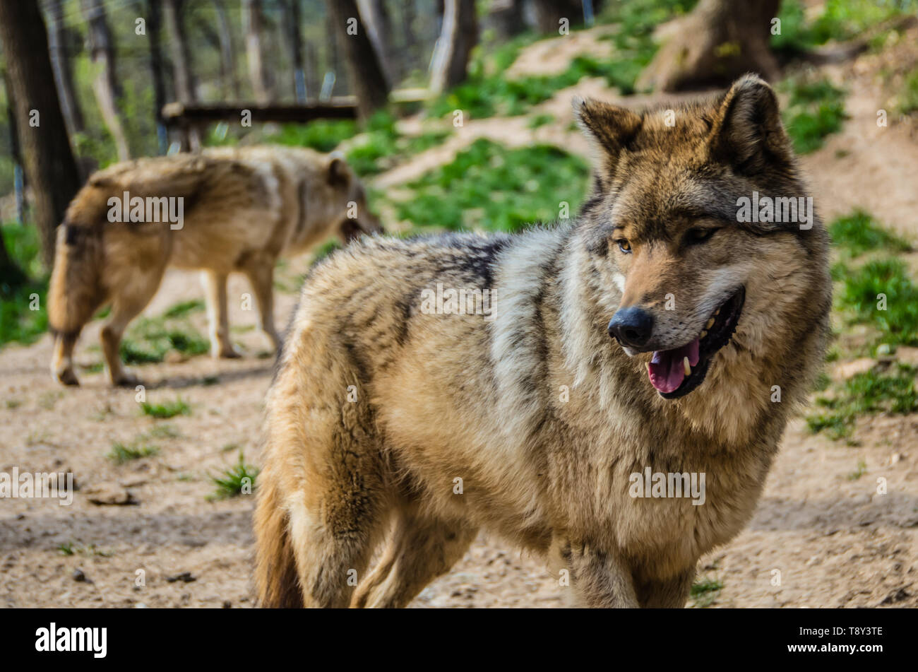 Eurasian Wolf Size