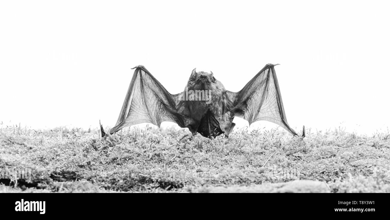 Forelimbs adapted as wings. Mammals naturally capable of true and ...