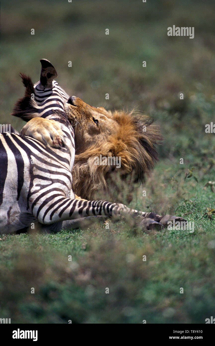 Lion killing zebra hi-res stock photography and images - Alamy
