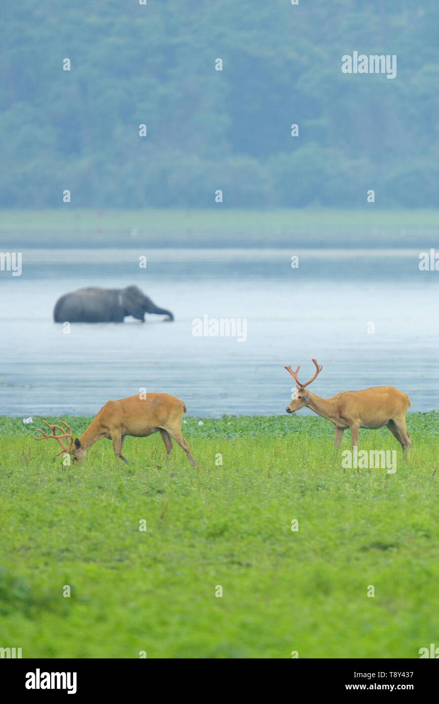 Asian deer species hi-res stock photography and images - Alamy