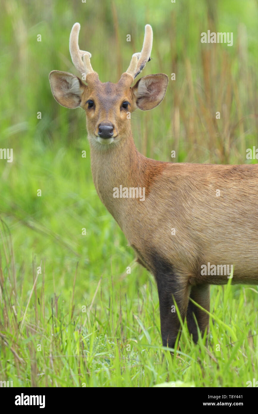 Indian hog deer hi-res stock photography and images - Alamy