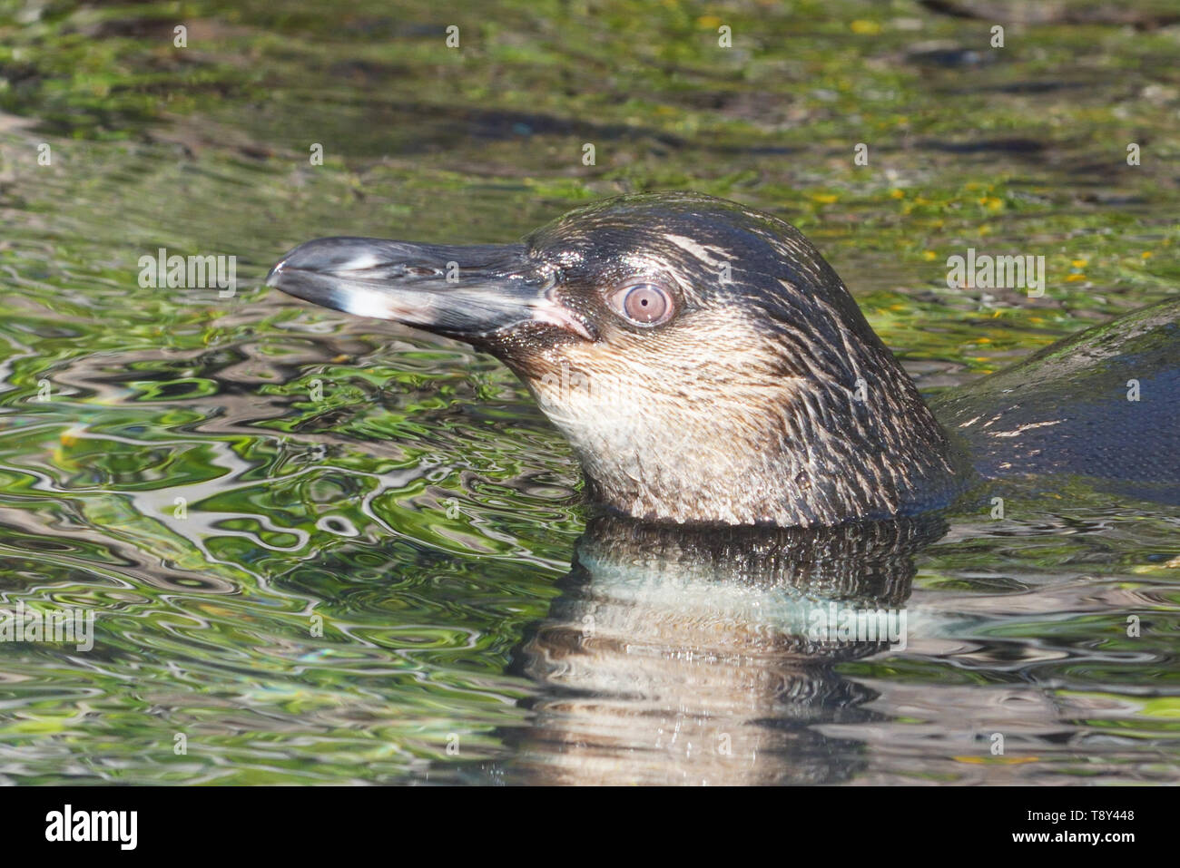 Isabella island birds hi-res stock photography and images - Alamy