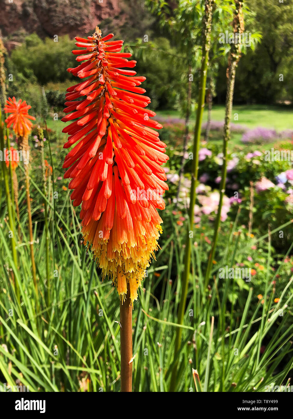 Tropical coral flower blooming on foliage and grass nature background ...
