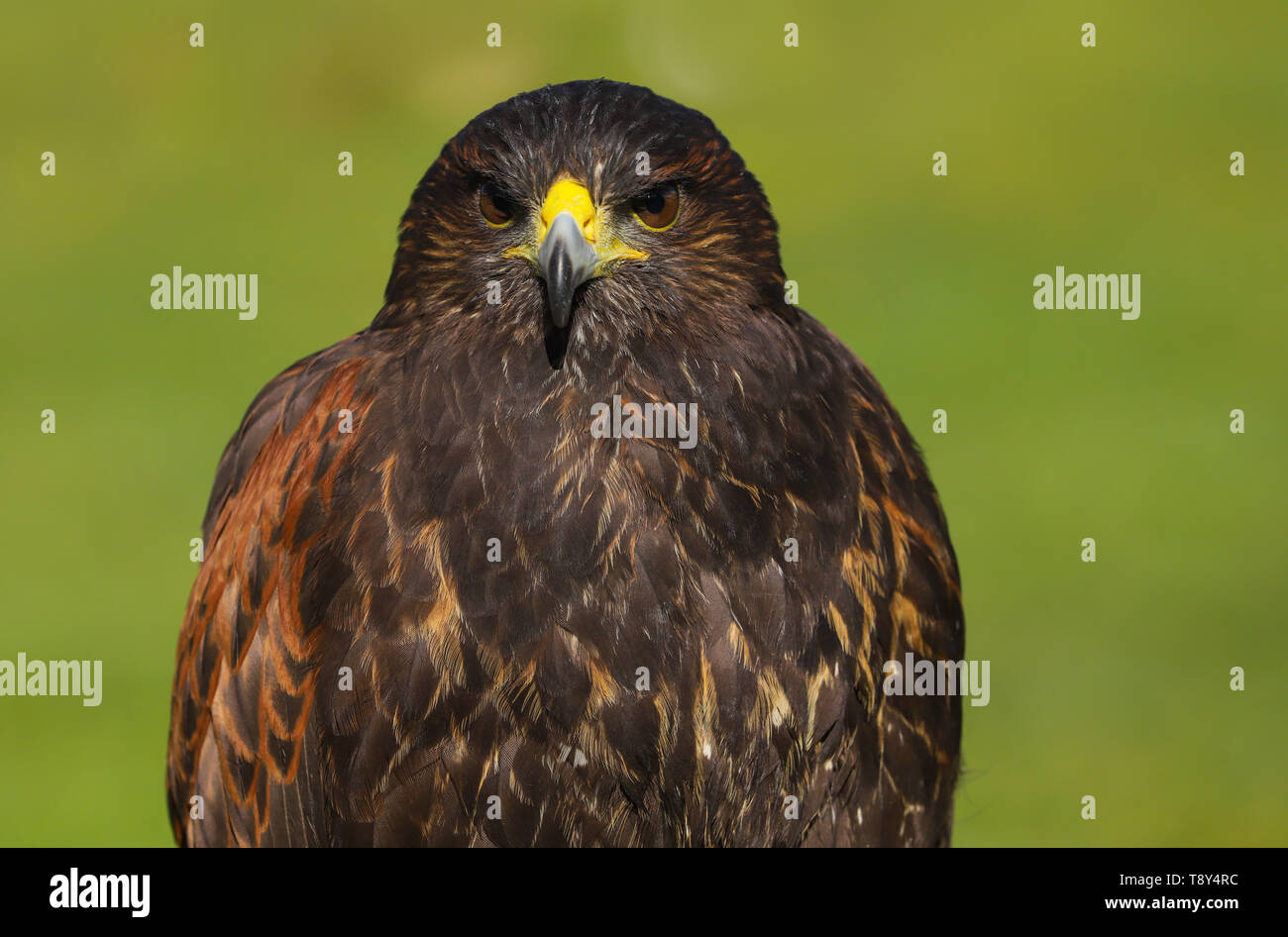A close up portrait of the head and shoulders of a Harris Hawk ...