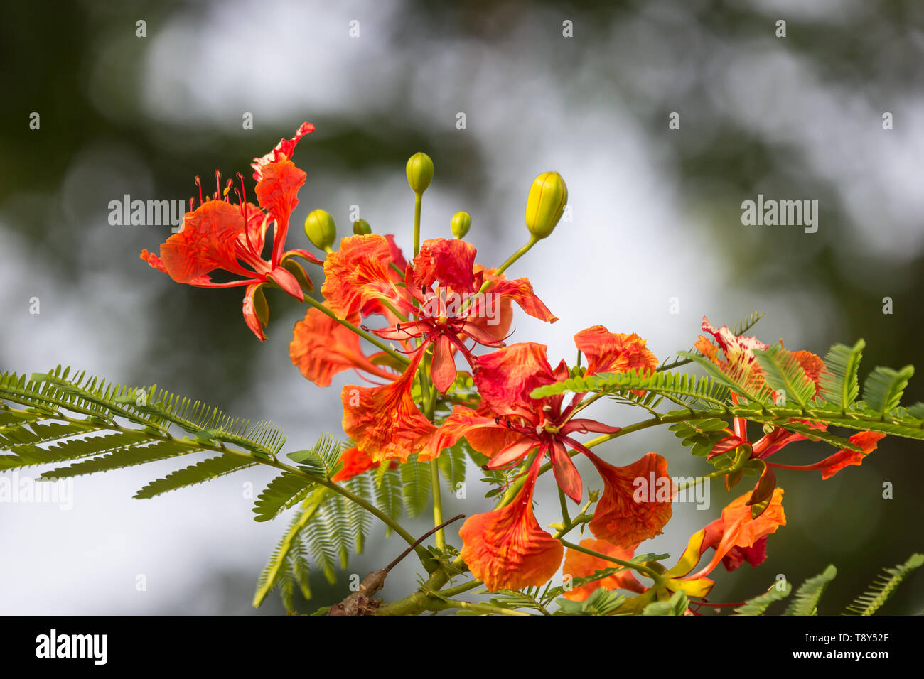 Close up Red Flamboyant flower,The Flame Tree , Royal Poinciana Stock ...