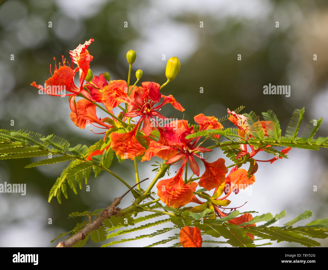 Close up Red Flamboyant flower,The Flame Tree , Royal Poinciana Stock ...