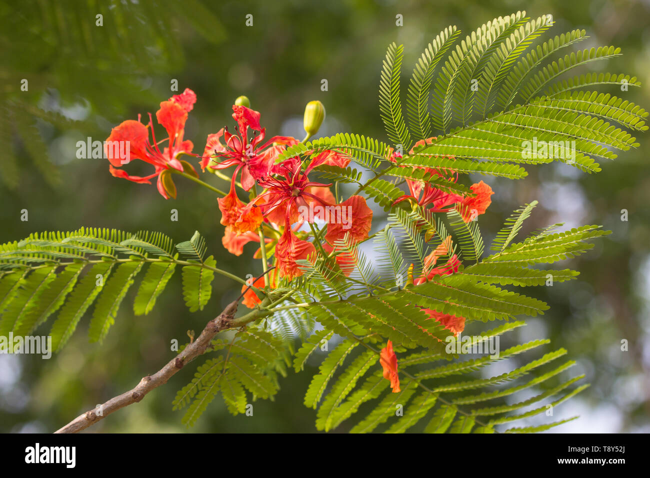 Close up Red Flamboyant flower,The Flame Tree , Royal Poinciana Stock ...