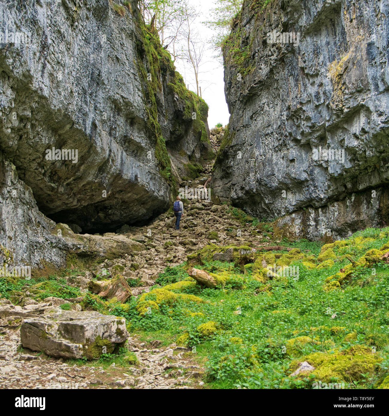 A walker looks up at Trow Gill, a meltwater gorge near Clapham in the ...