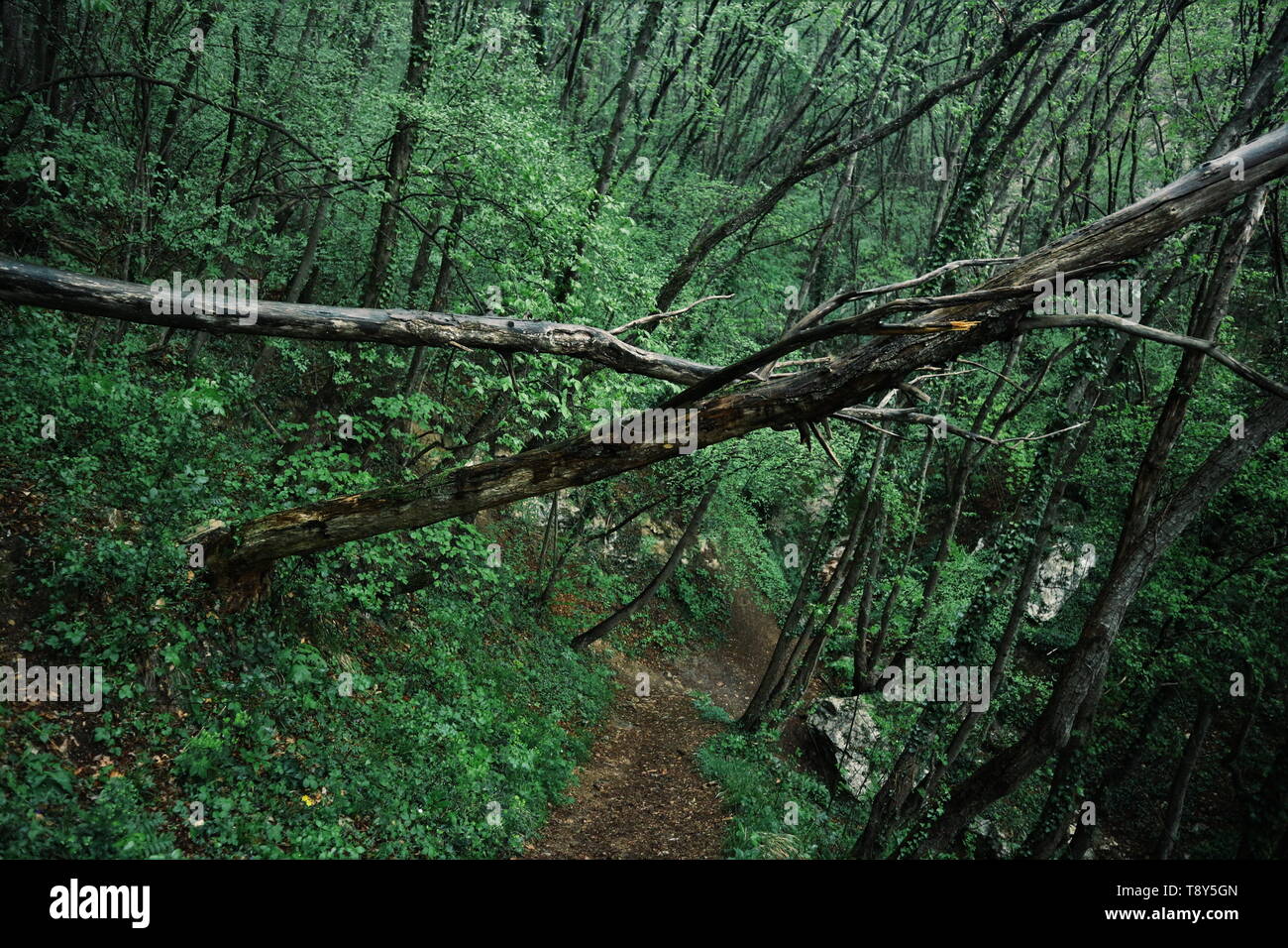 tree trunks going over a path in a very green forest Stock Photo - Alamy