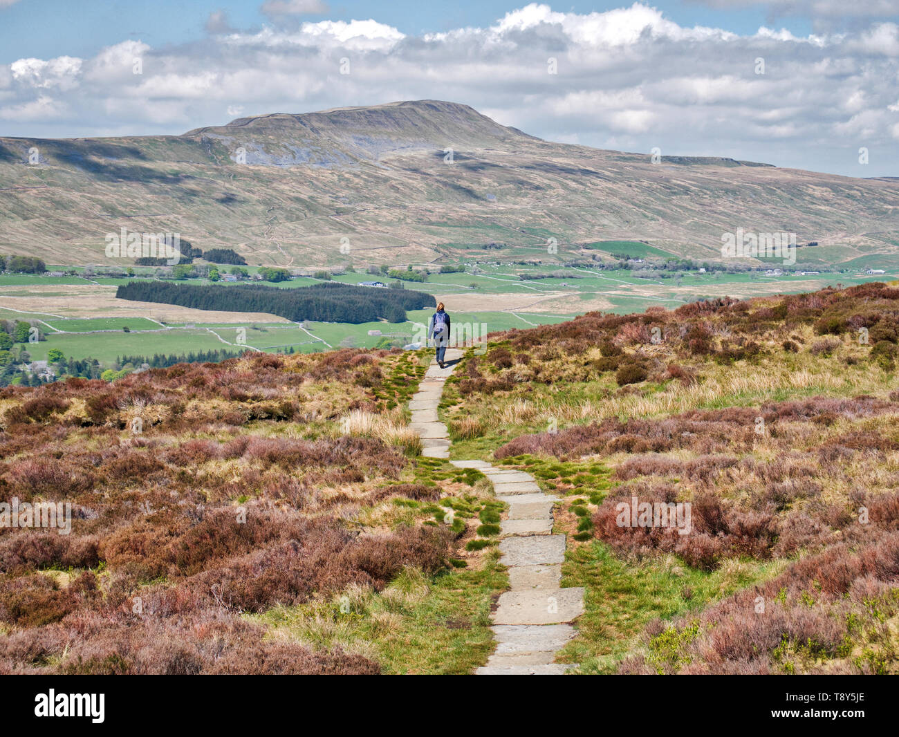 A lone walker on a stone path, heading to Chapel-le-Dale and Whernside ...