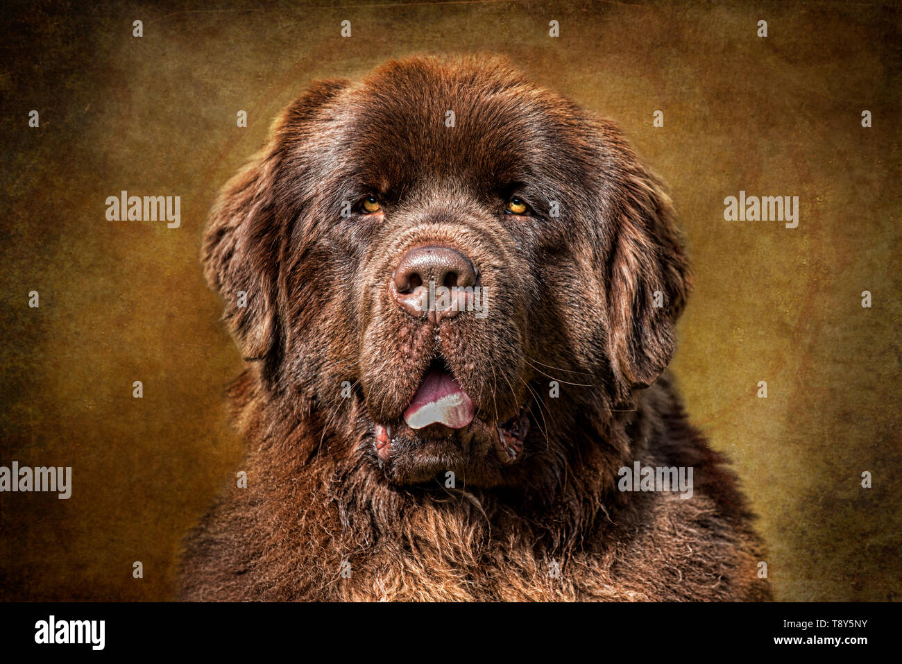 Brown newfoundland dog hi-res stock photography and images - Alamy
